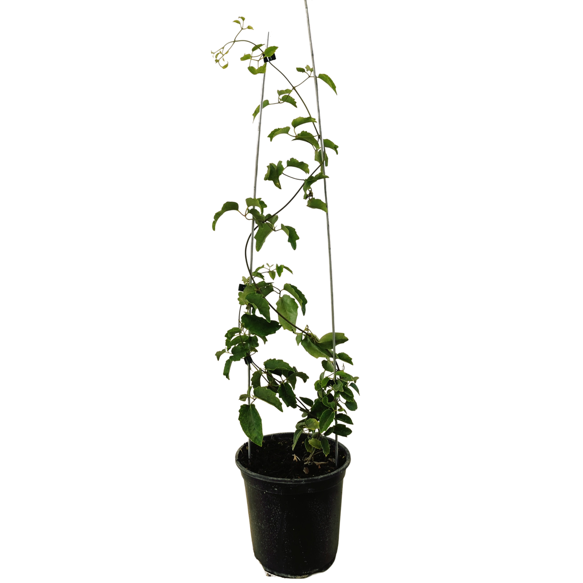 3.5L New Zealand Clematis - Clematis paniculata - Bunnings New Zealand