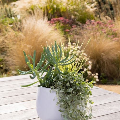 Northcote Pottery 22cm White Ava Drum Pot - 220mm - Bunnings Australia