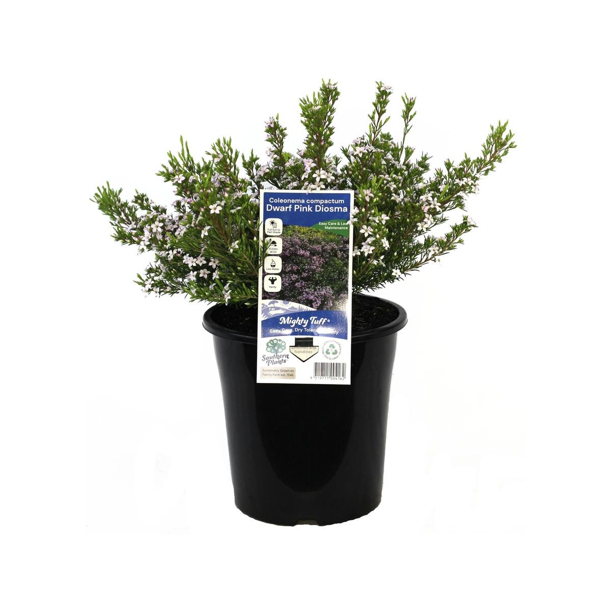 180mm Dwarf Pink Diosma - Coleonema Pulchrum Compactum - Bunnings Australia