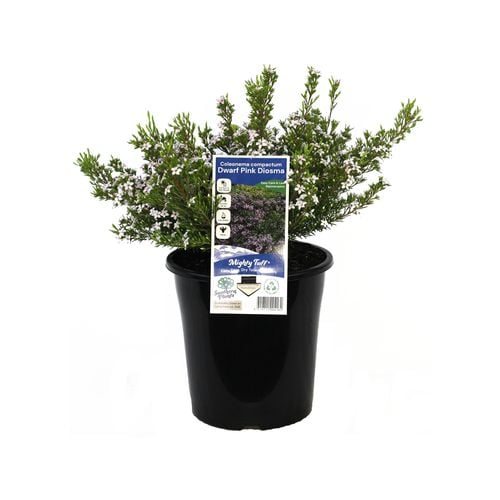 180mm Dwarf Pink Diosma - Coleonema Pulchrum Compactum - Bunnings Australia