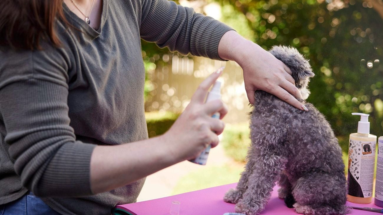 How To Groom A Dog Like A Pro - Bunnings Australia