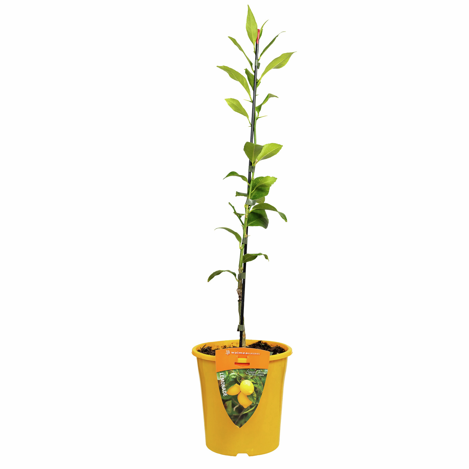 Plant Citrus Lemonade 3.5L - Bunnings New Zealand