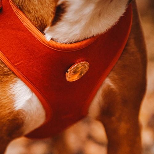 Holly & Co Sunrise Orange Large Orange Stylish Velvet Dog Harness ...
