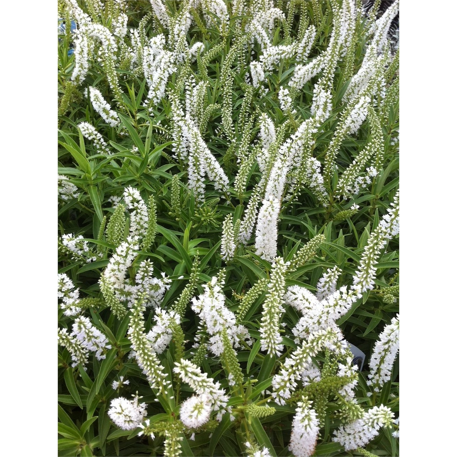 140mm Snowdrift - Hebe spp. - Bunnings Australia