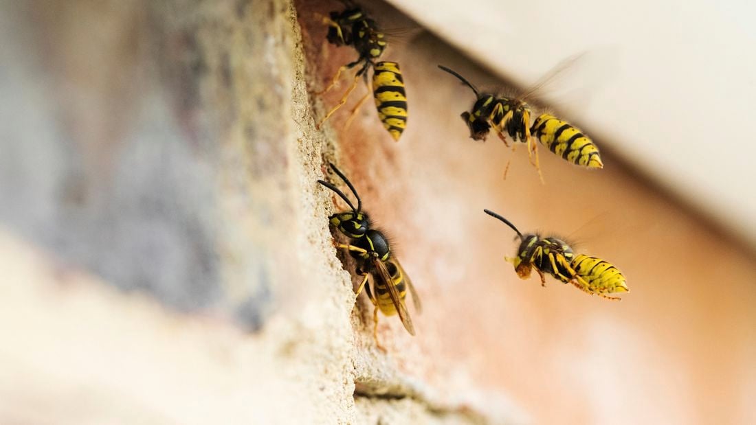 How To Prepare For Summer Pests - Bunnings New Zealand