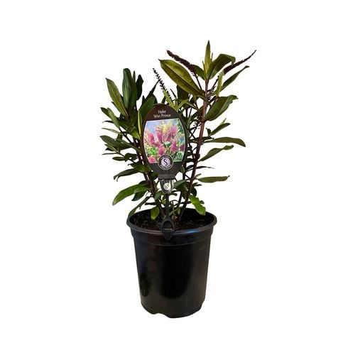 3.5L Hebe Wiri Prince - Hebe hybrid - Bunnings New Zealand