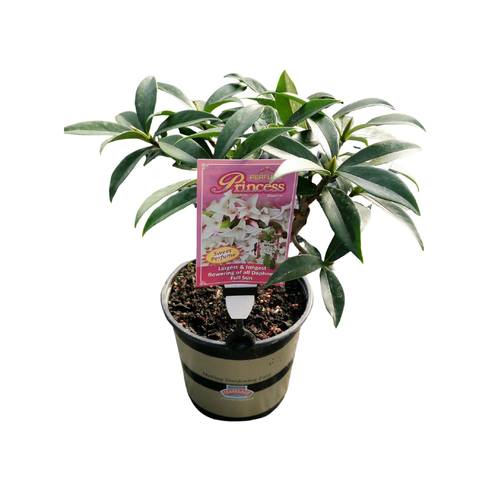 170mm Daphne Perfume Princess White - Daphne odora - Bunnings New Zealand