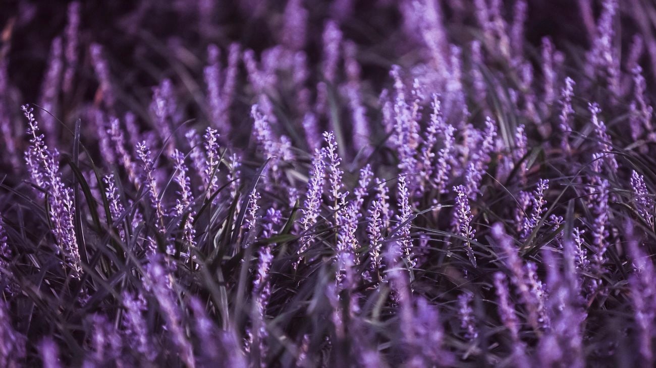 How To Grow And Care For Salvia - Bunnings New Zealand