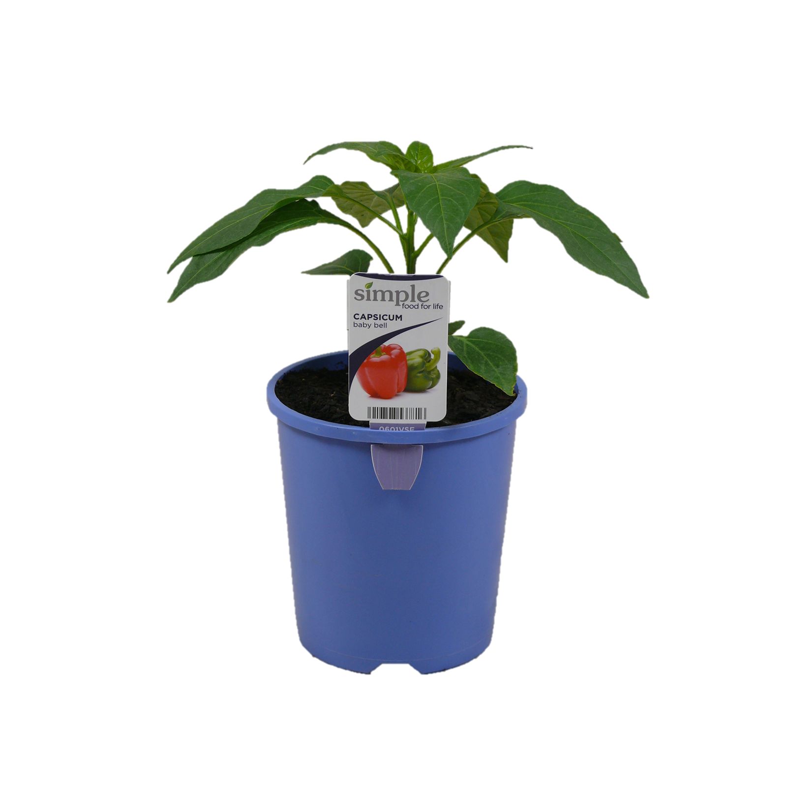 Baby Bell Pepper Plants