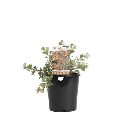 140mm Adenanthos Coral Carpet - Adenanthos cuneata - Bunnings Australia