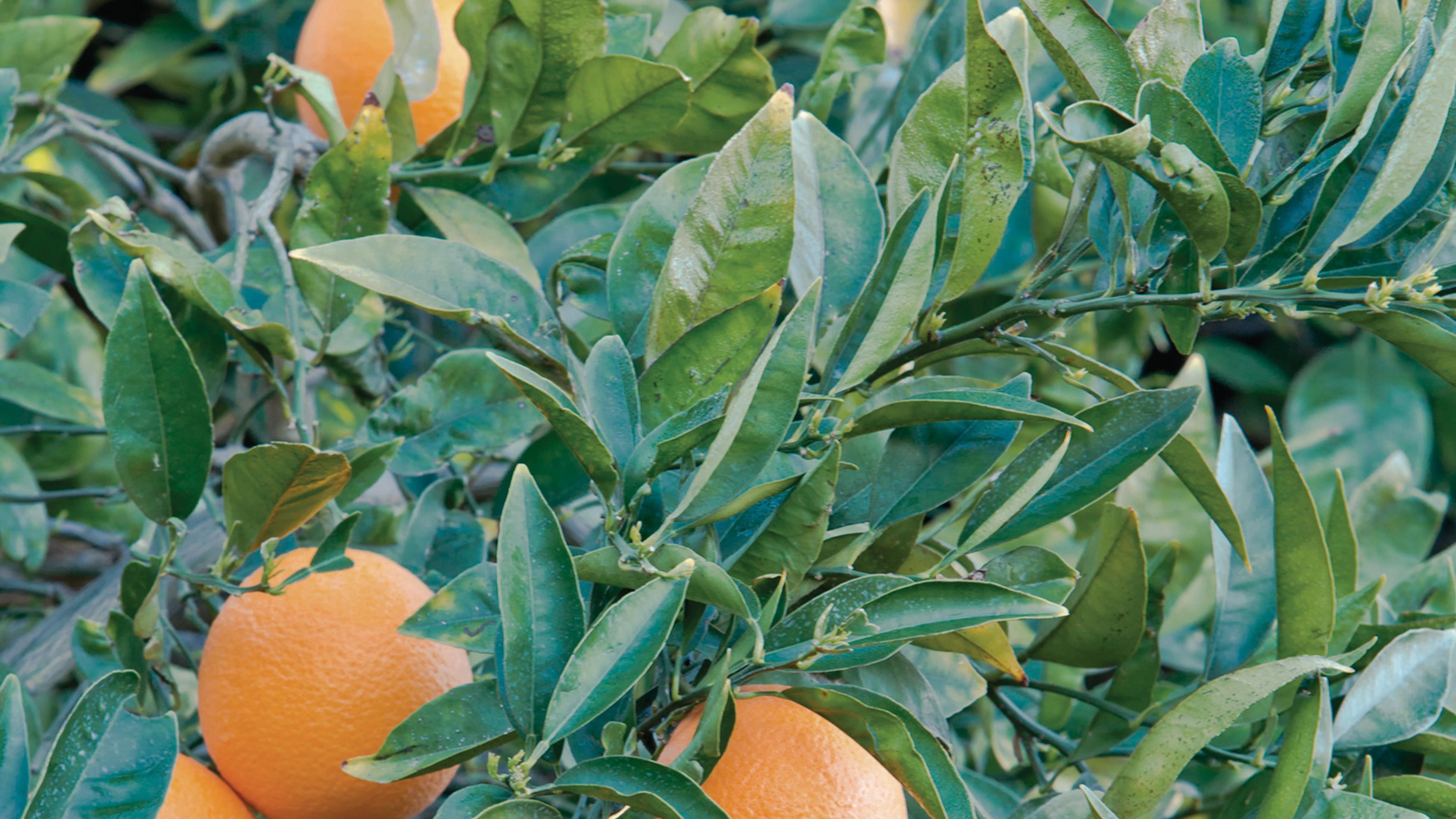 Growing Citrus Plants - Bunnings Australia