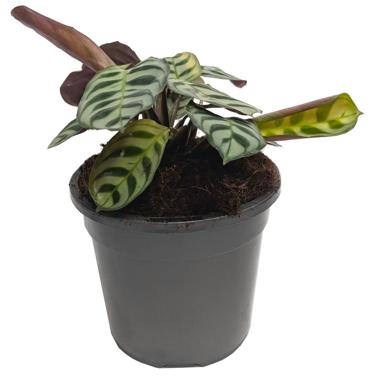 120mm Fishbone Prayer Plant - Ctenanthe burle-marxii - Bunnings Australia