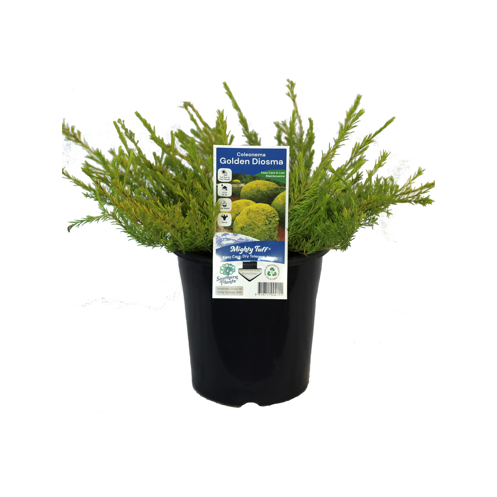 140mm Gold Diosma - Coleonema pulchrum Aurea - Bunnings Australia