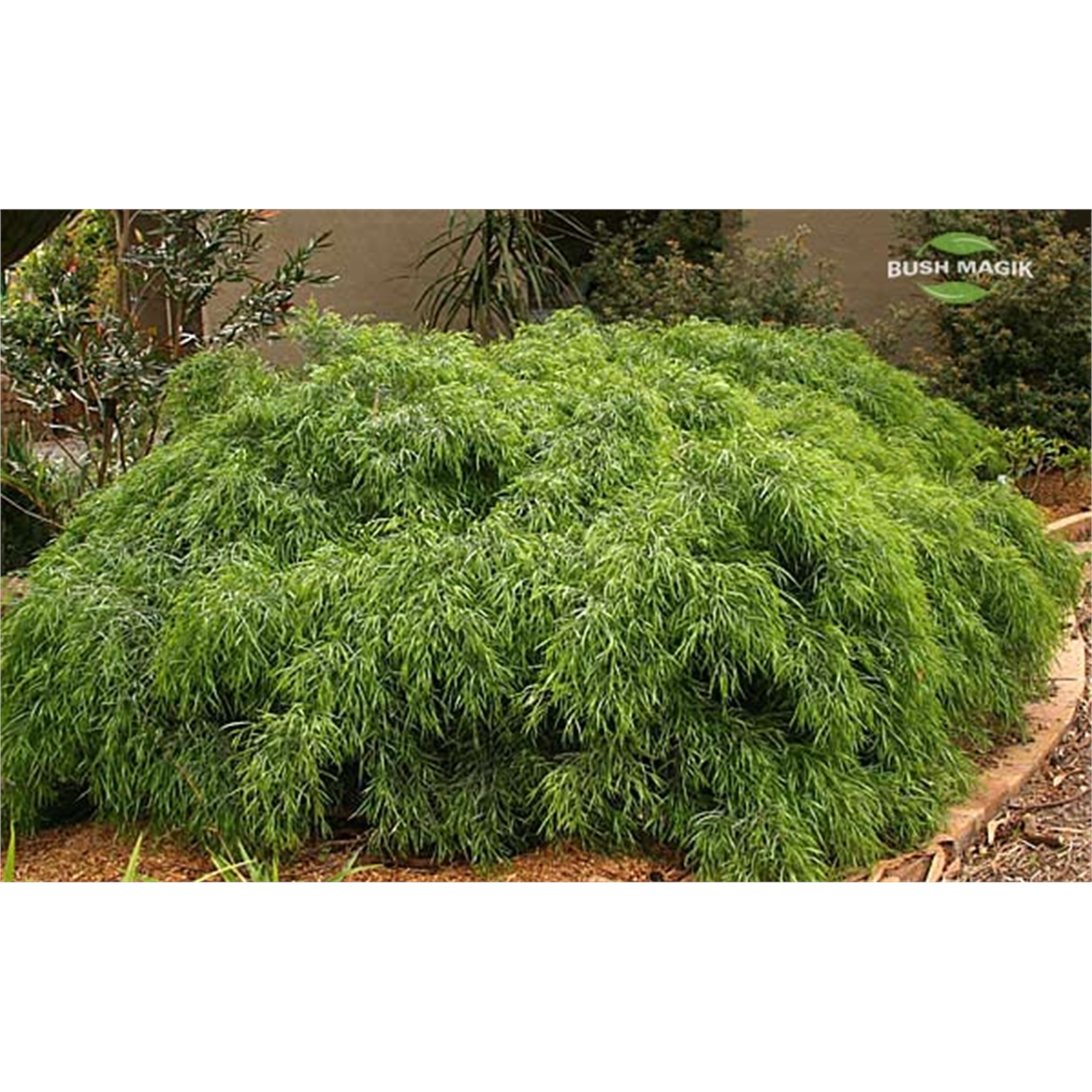 140mm Mini Cog - Acacia cognata - Bunnings Australia