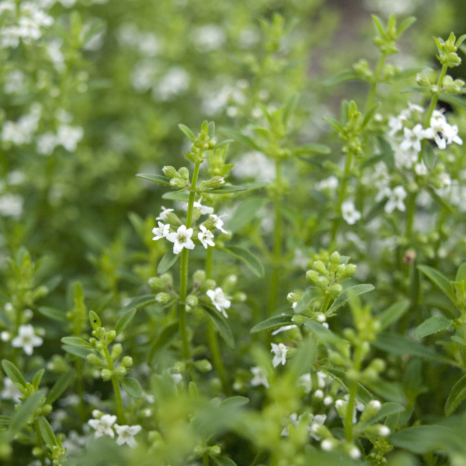 Bush Peppermint - Bunnings Australia