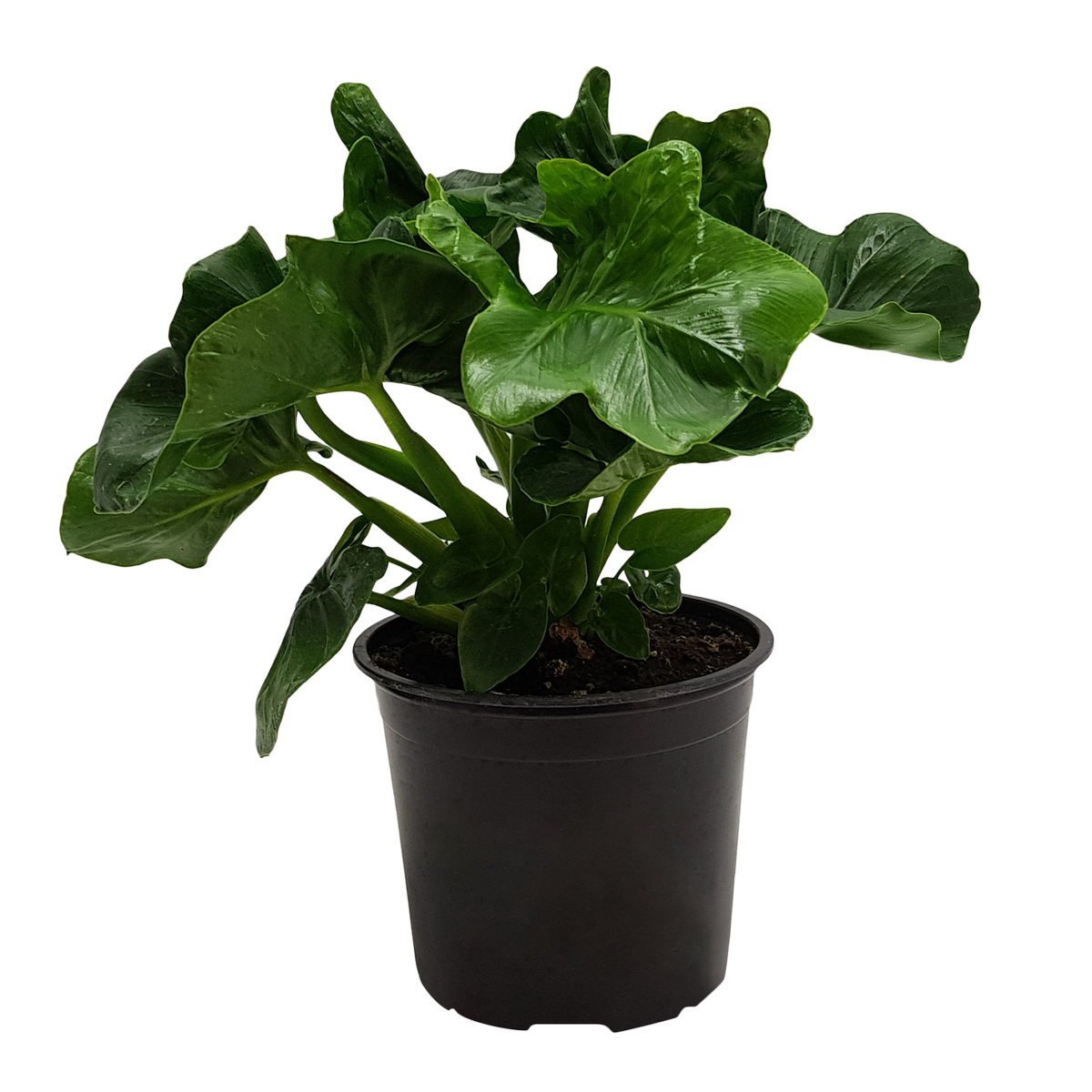 120mm Philodendron Atom - Philodendron - Bunnings New Zealand