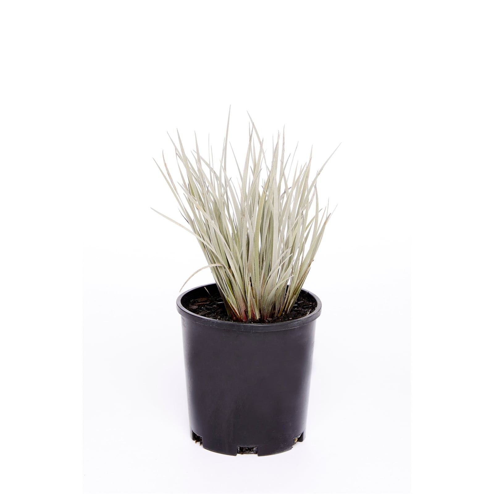 140mm Conostylis Silver Sunrise - Conostylis candicans 'Sliversunrise ...