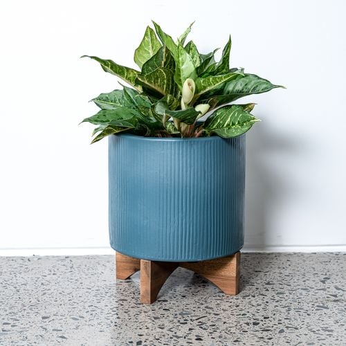 Lotus 250mm Medium Natural Planter Stand - Bunnings Australia