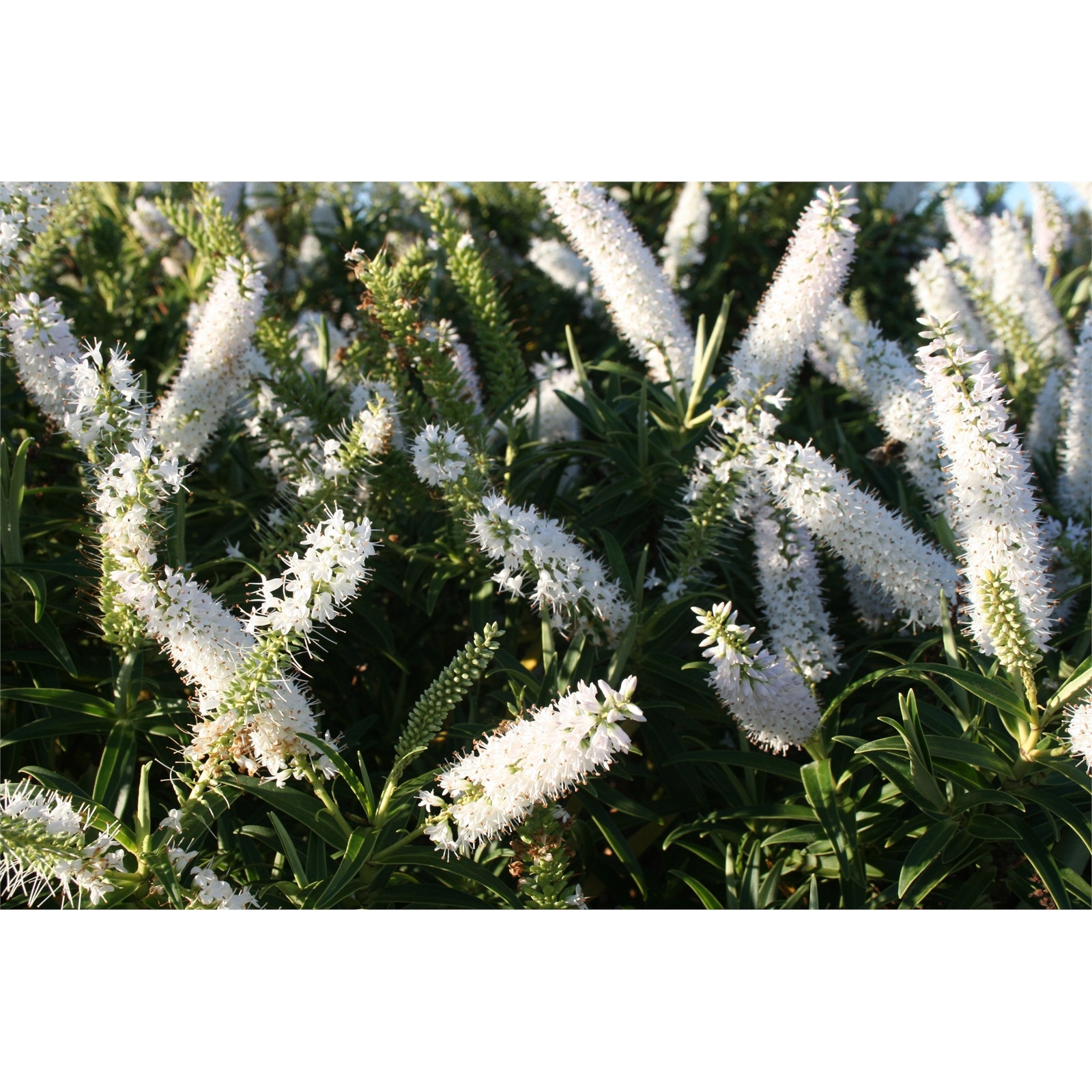 140mm Snowdrift - Hebe spp. - Bunnings Australia