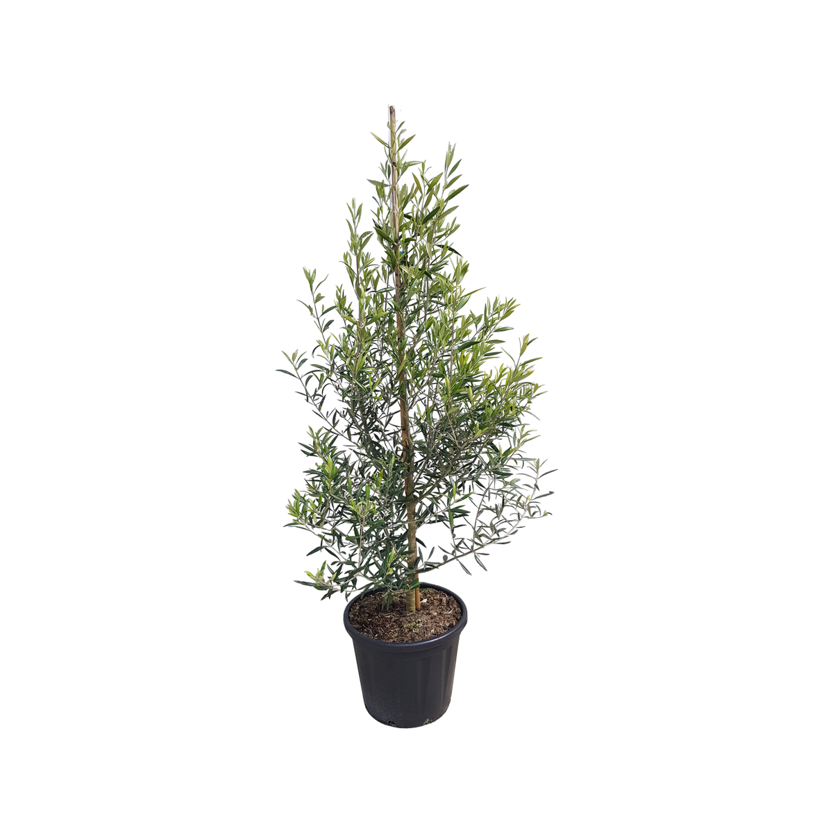 30L Greek Olive - Olea el Greco - Bunnings New Zealand