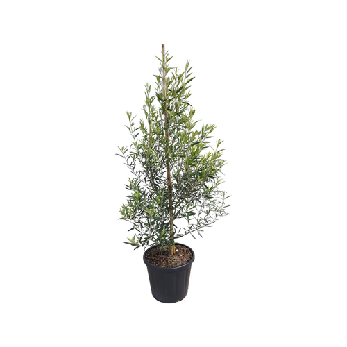 30L Greek Olive - Olea el Greco - Bunnings New Zealand