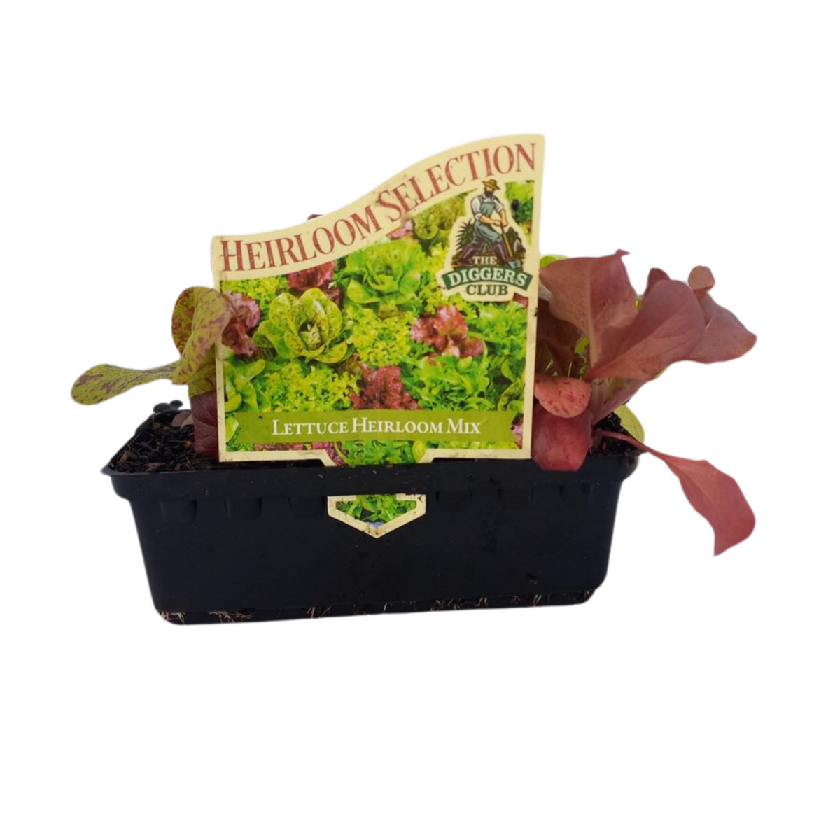 Punnet Lettuce Heirloom Mix - Lactuca Sativa - Bunnings Australia