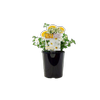 1.5L Bacopa - Sutera cordata 'Megacopa White' - Bunnings New Zealand