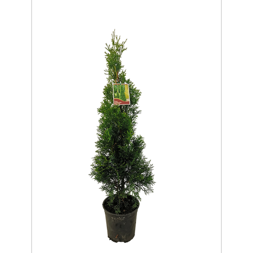 150mm Thuja Smaragd - Thuja occidentalis 'Smaragd' - Bunnings New Zealand