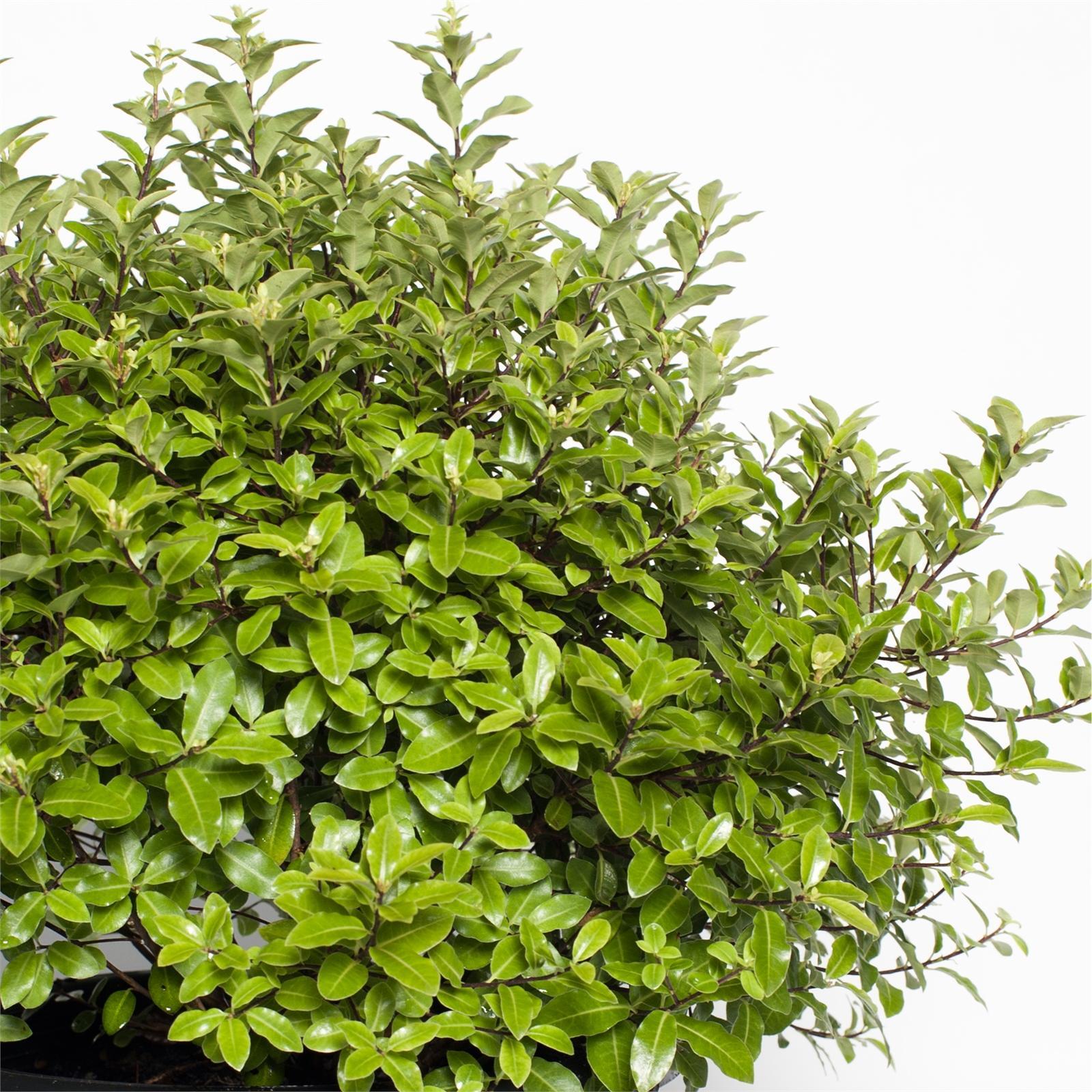 270mm Pittosporum Golf Ball - Pittosporum tenuifolium - Bunnings Australia