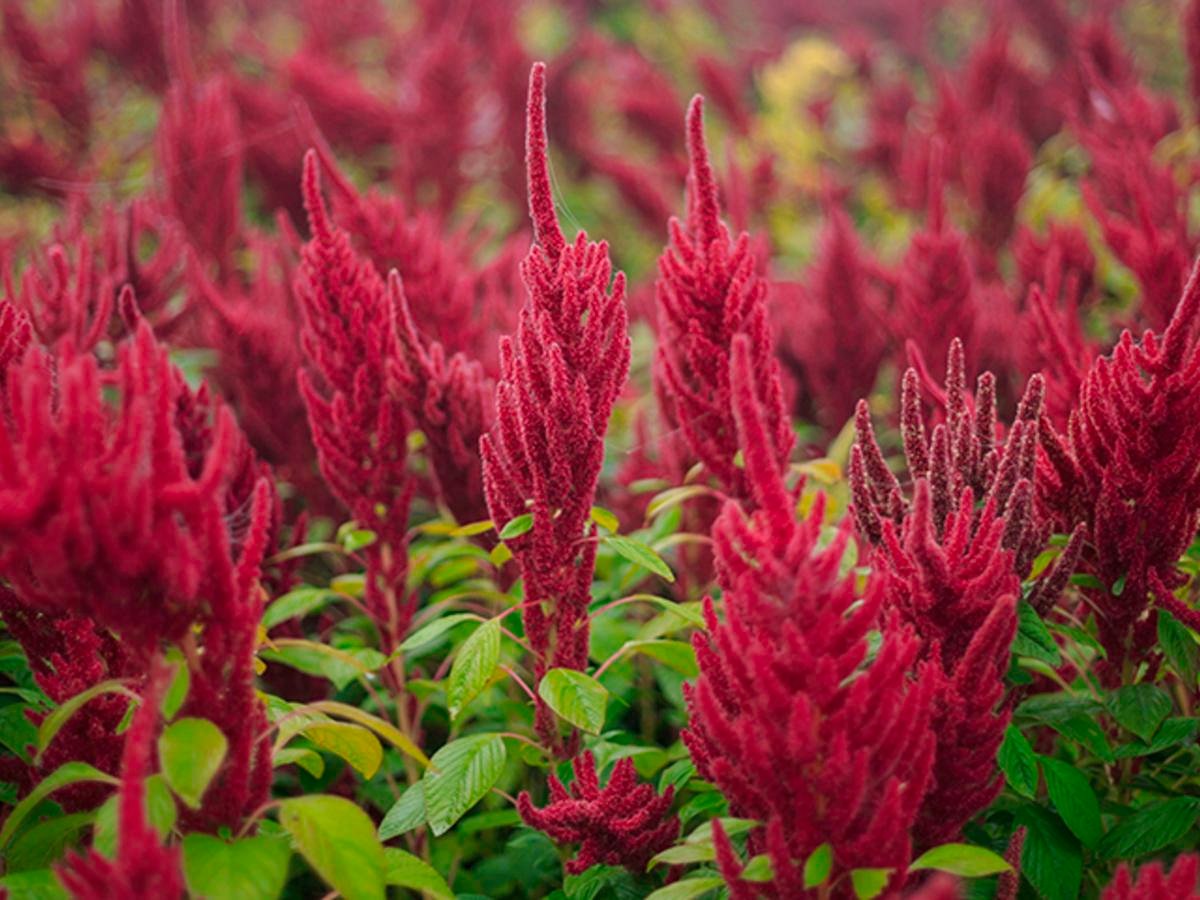 How To Grow And Care For Amaranthus - Bunnings New Zealand