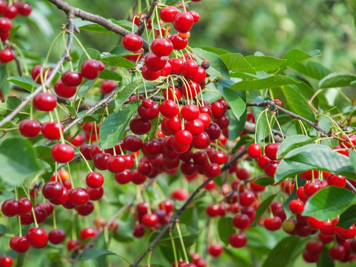 How To Plant And Grow A Cherry Tree - Bunnings Australia
