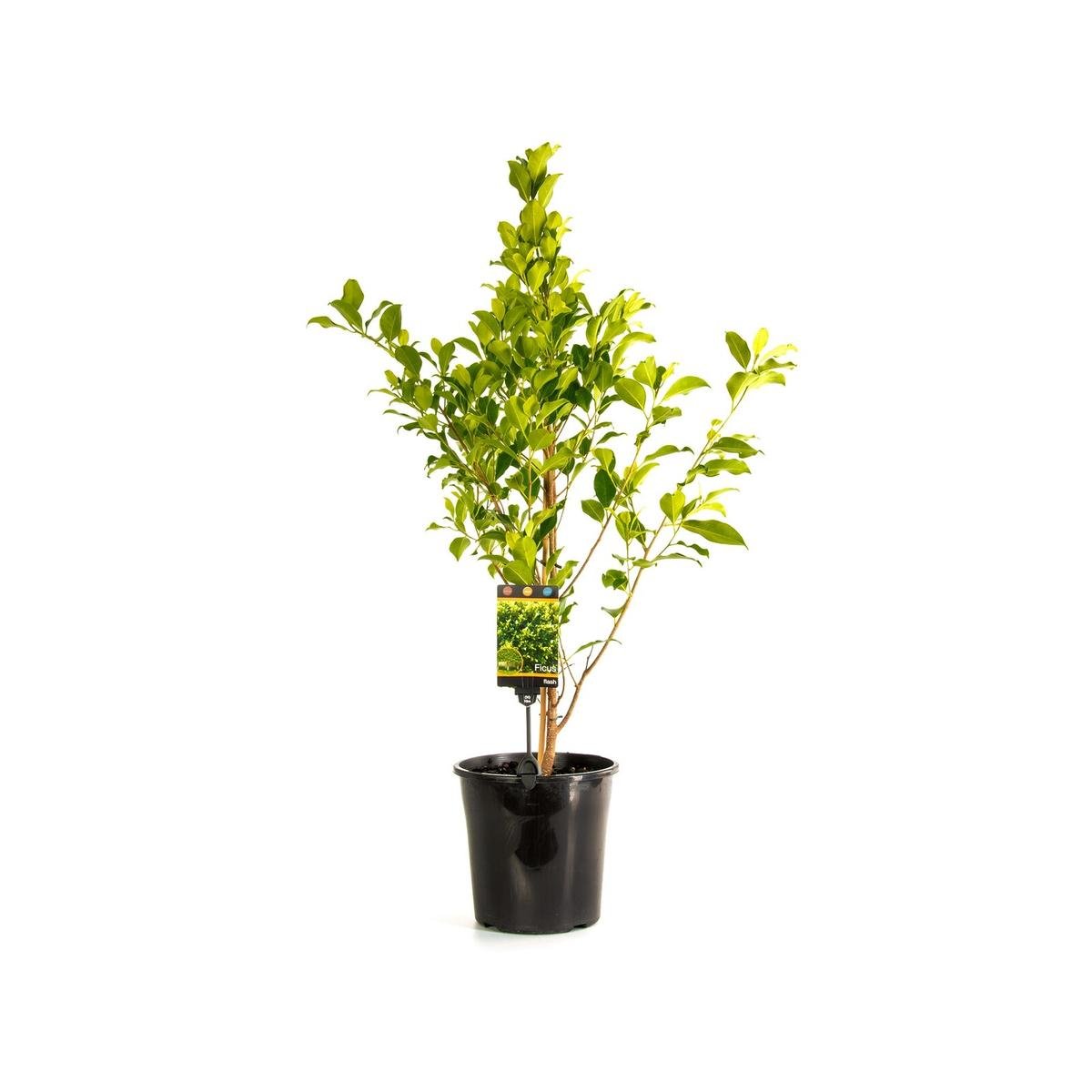 200mm Ficus Flash - Ficus microcarpa hillii - Bunnings Australia