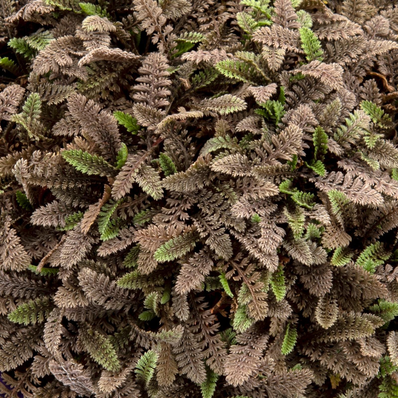 85mm Brass Buttons - Cotula Perpusilla - Bunnings Australia
