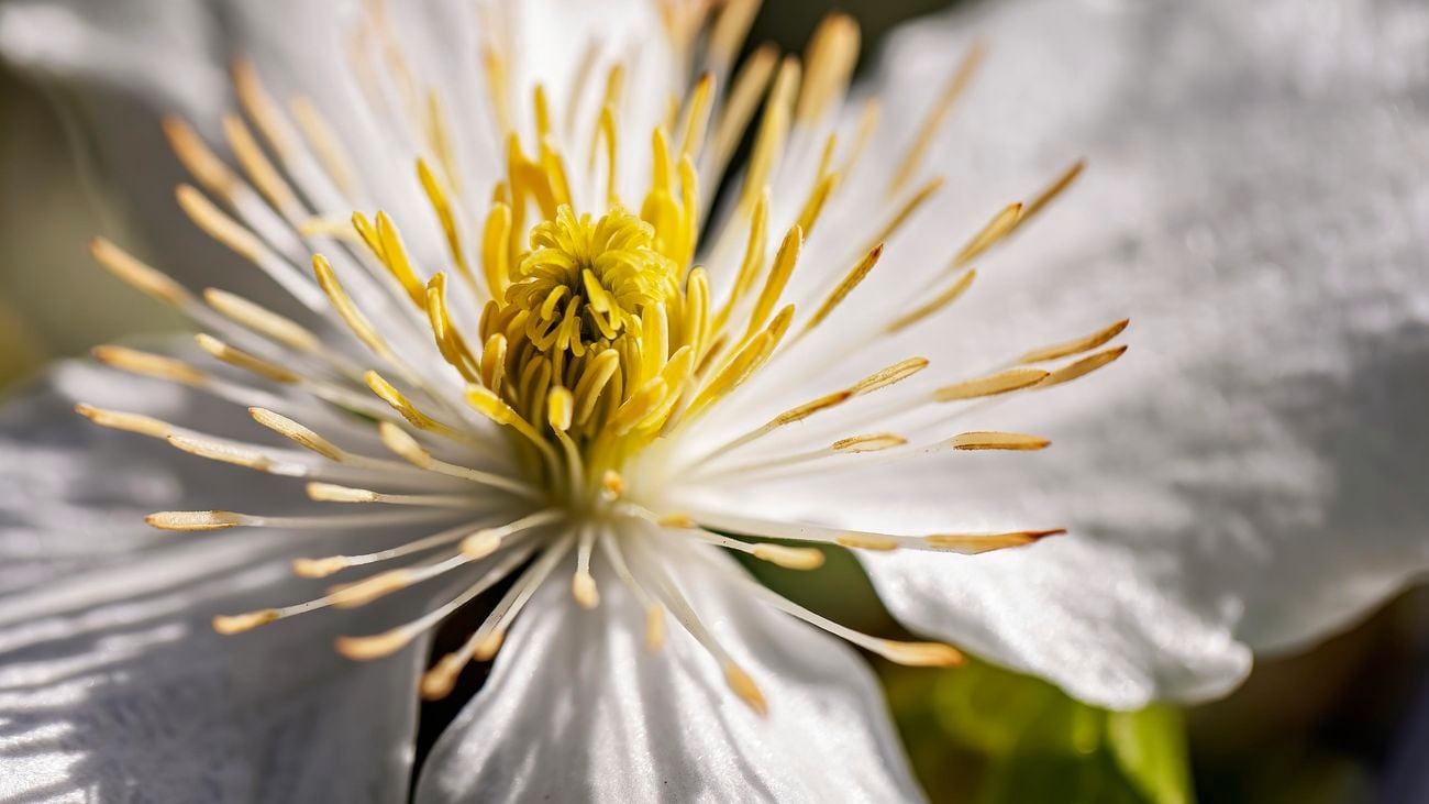 How To Grow And Care For Clematis - Bunnings New Zealand