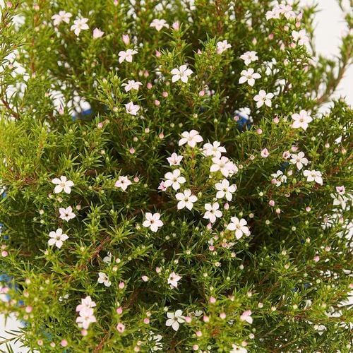 180mm Dwarf Pink Diosma - Coleonema Pulchrum Compactum - Bunnings Australia