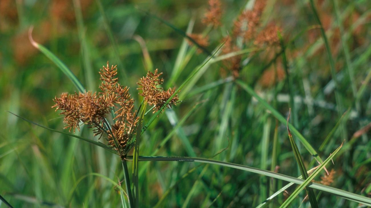 How To Identify And Kill Lawn Weeds - Bunnings Australia