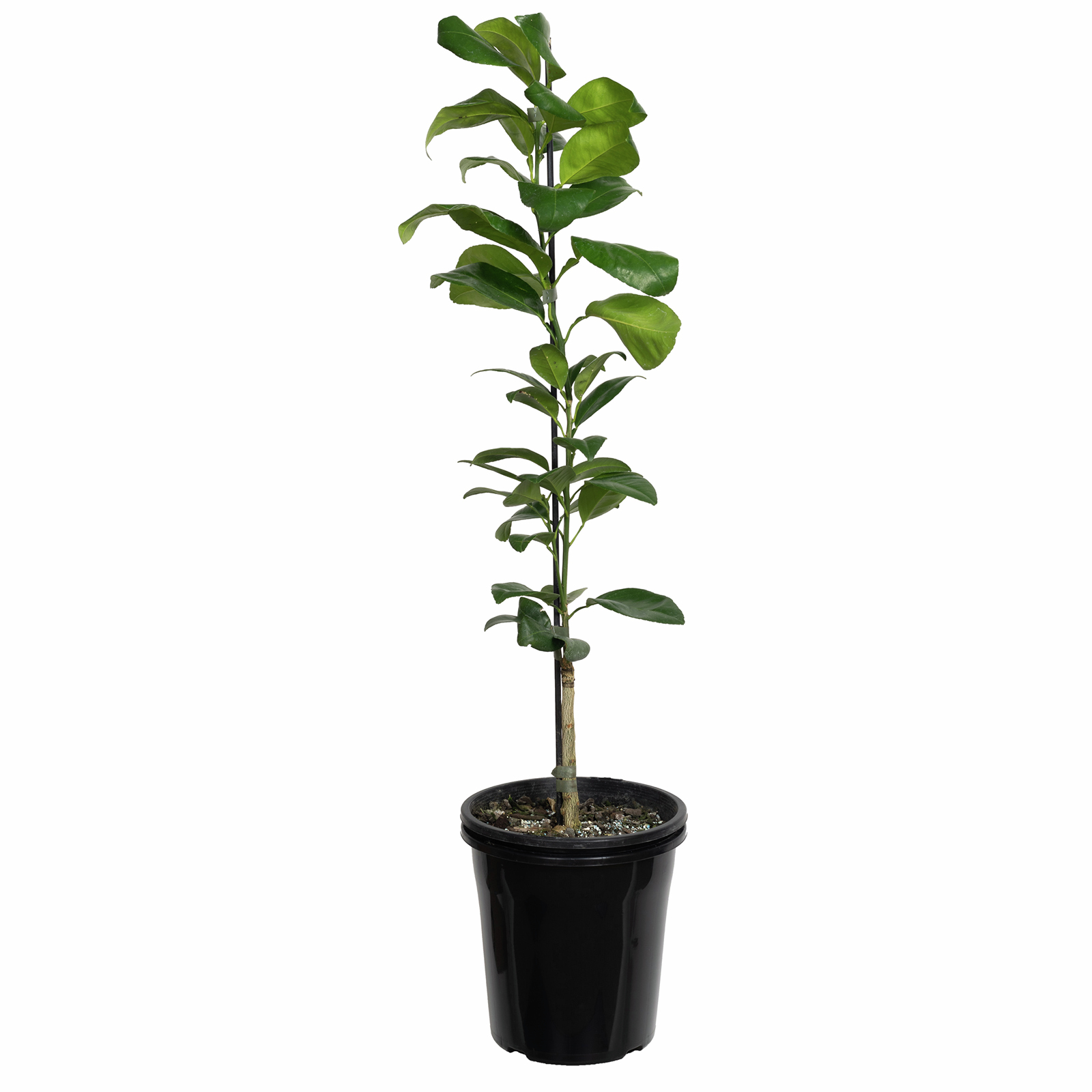 3.5L Citrus Lemon Yen Ben Flying Dragon Dwarf - Bunnings New Zealand