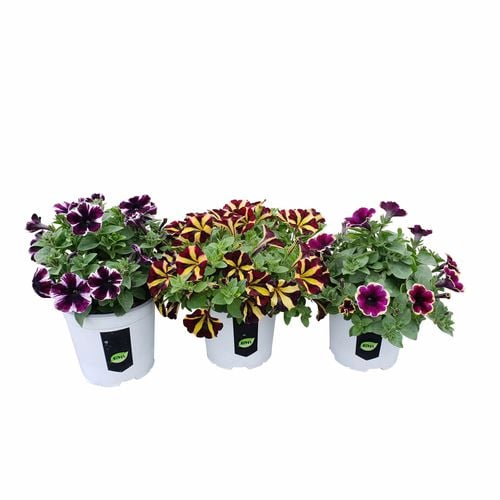 130mm Petunia Premium Assorted - Bunnings New Zealand