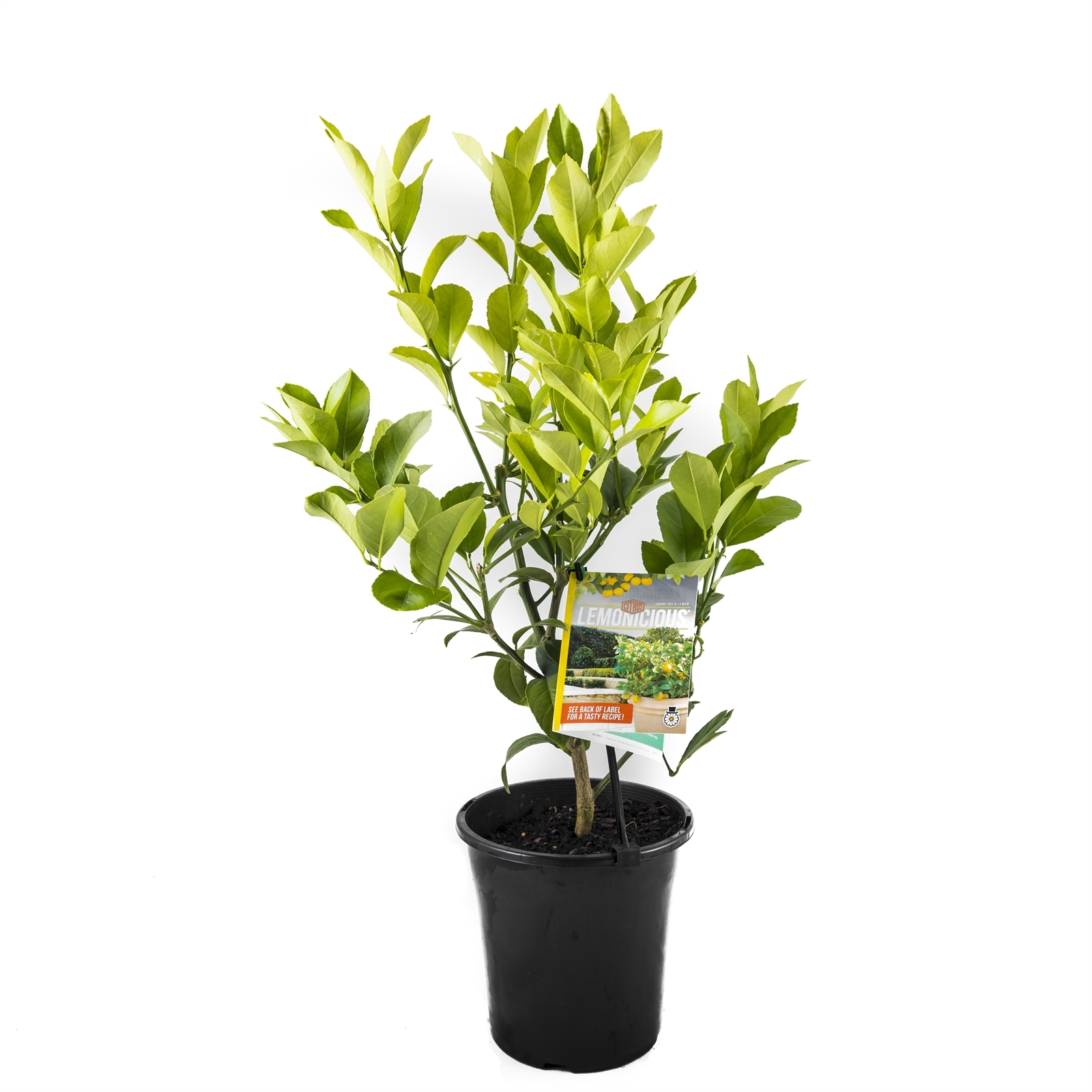 180mm Citrus Dwarf Lemonicious - Citrus meyer - Bunnings Australia
