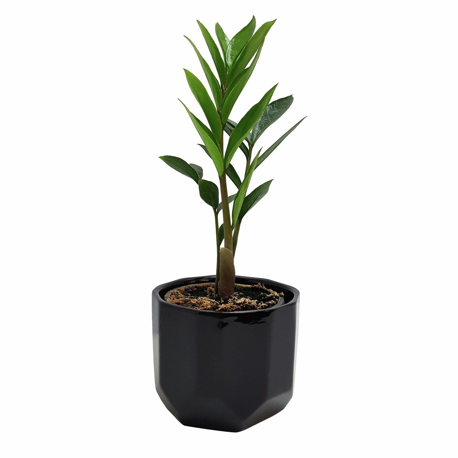 90mm Assorted Table Top Plants In Ceramic Pot - Bunnings New Zealand