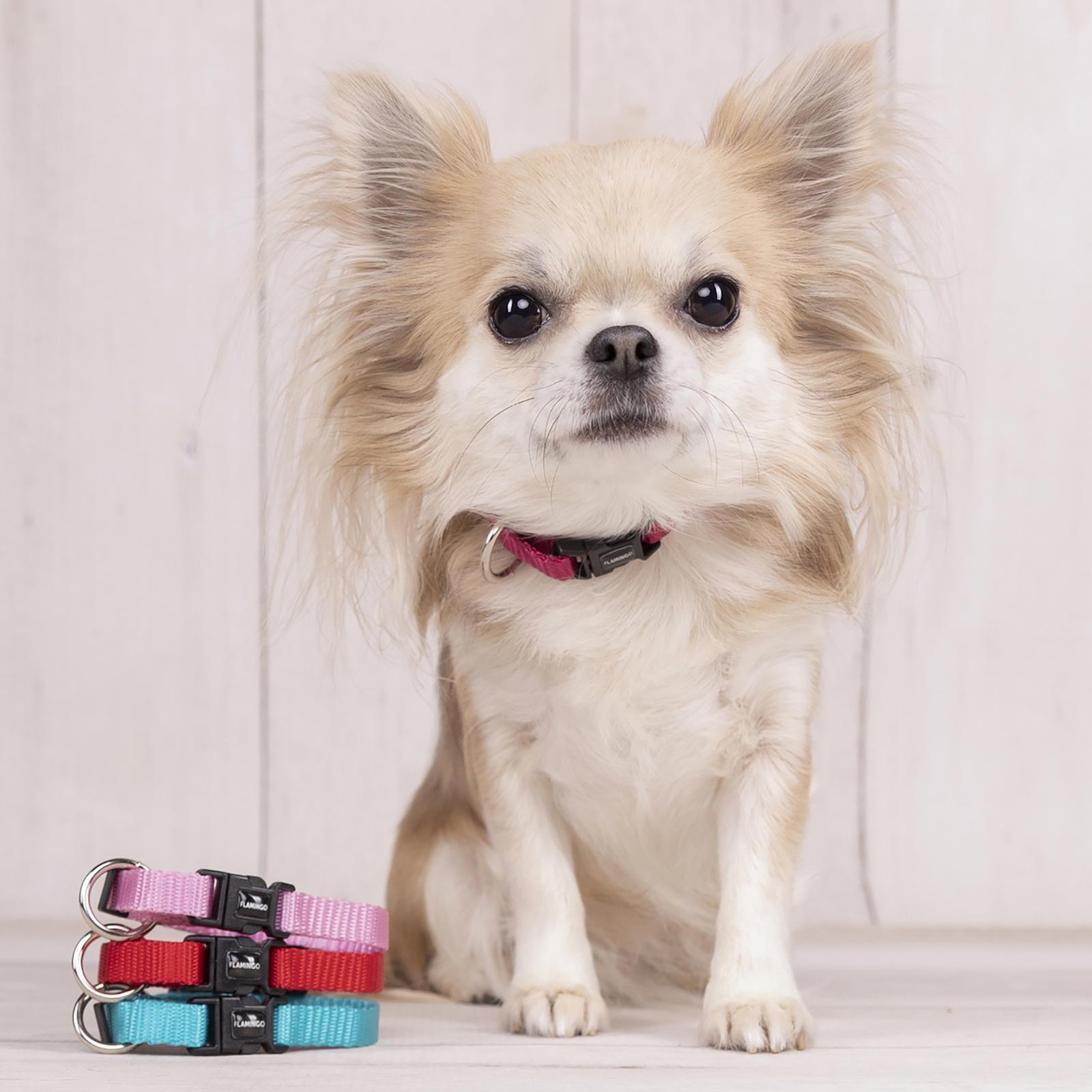 Flamingo Ziggi Medium Red Dog Collar - Bunnings Australia