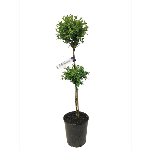 10L English Box Hedge - Buxus Sempervirens - Bunnings New Zealand
