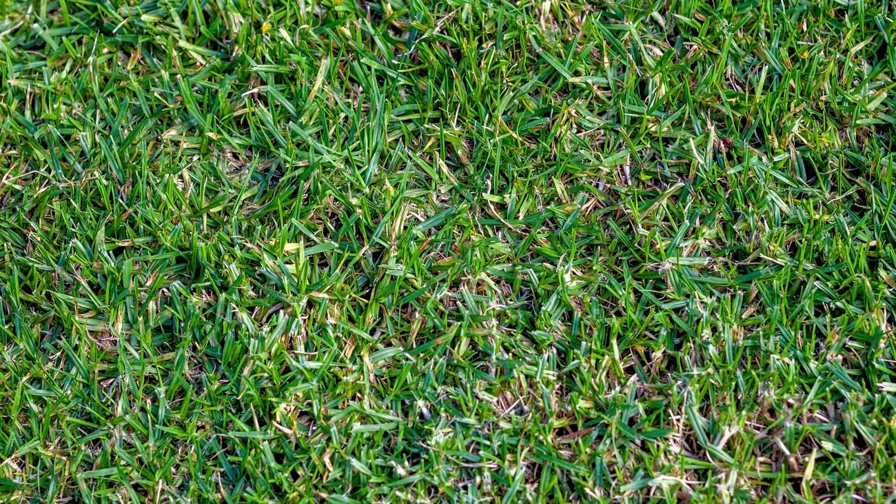 Common Lawn Types And How to Identify Them - Bunnings Australia