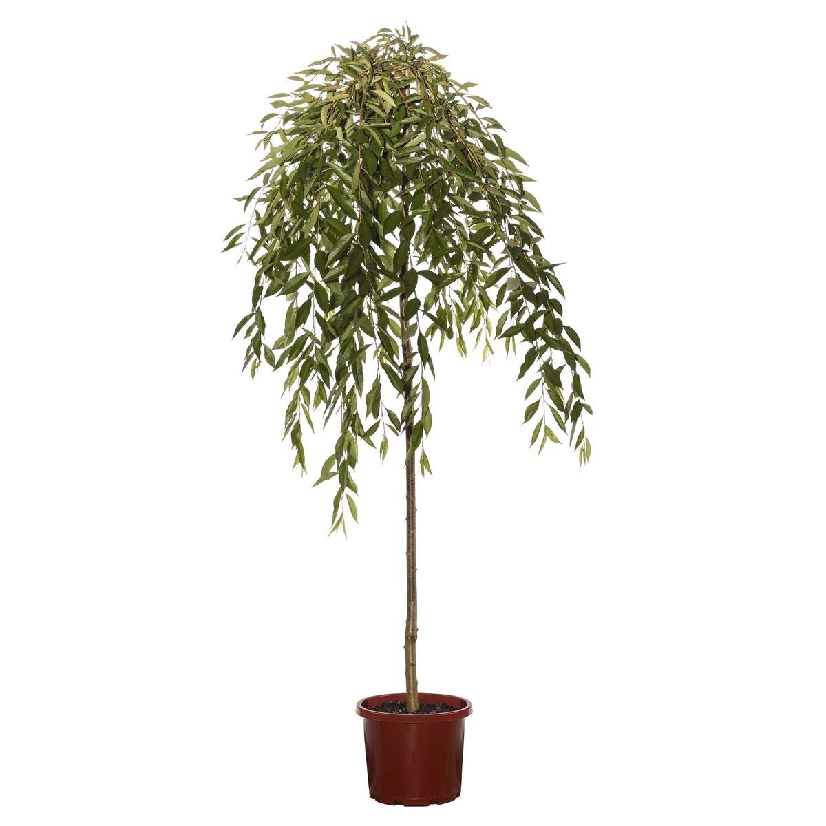 330mm Pink Snow Showers Weeping Cherry - Prunus pisnshzam - Bunnings ...