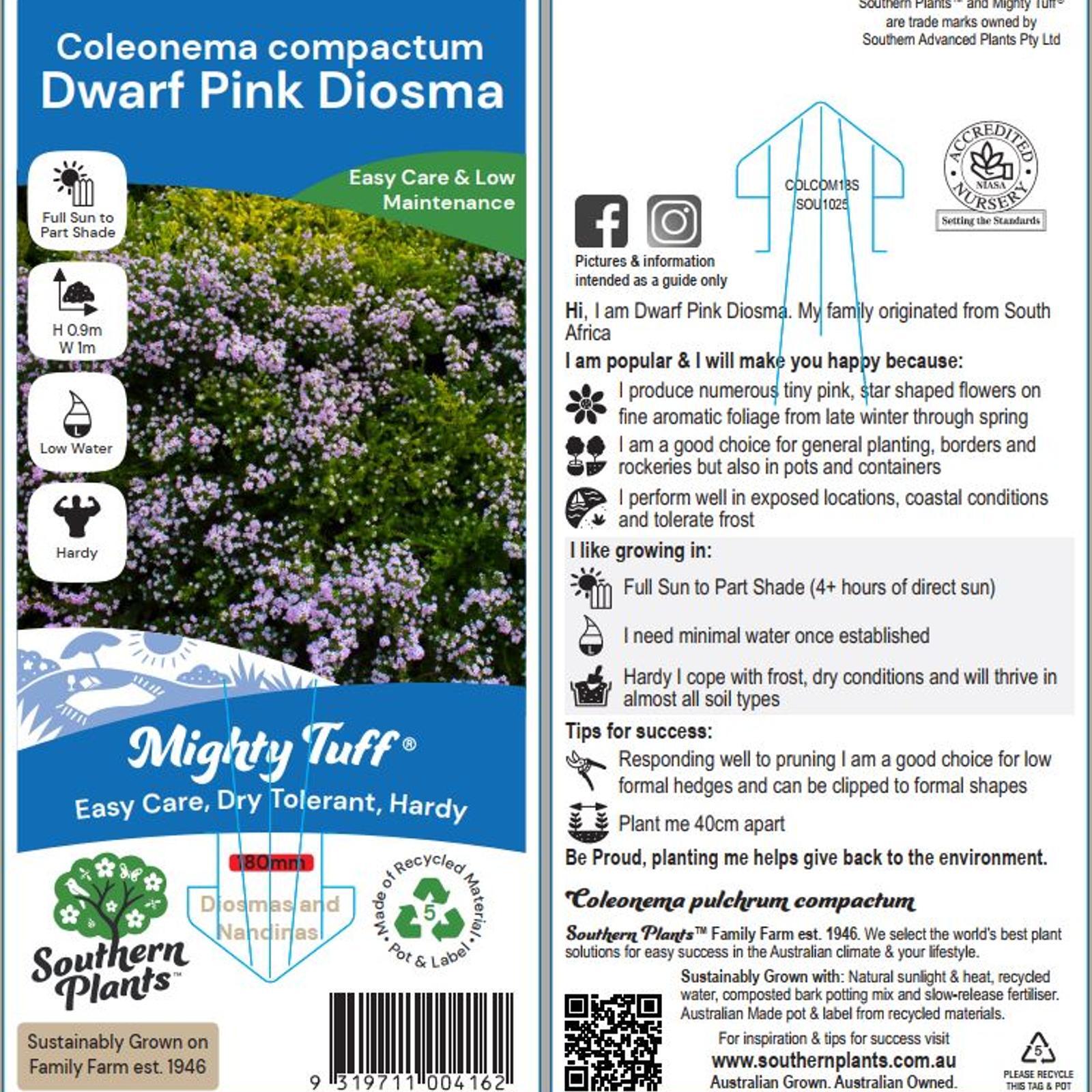 180mm Dwarf Pink Diosma - Coleonema Pulchrum Compactum - Bunnings Australia