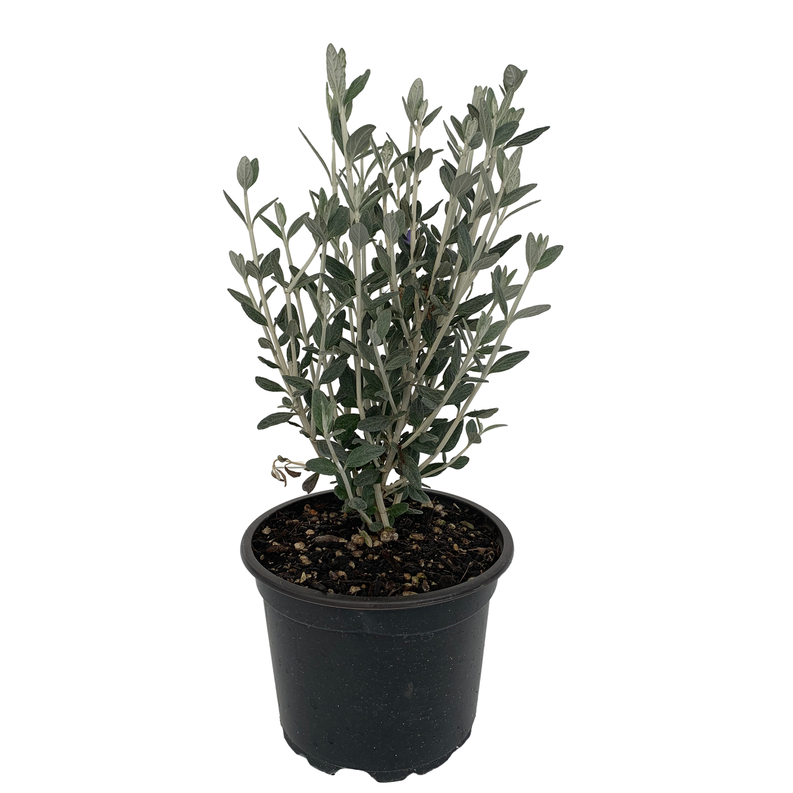 2.5L Teucrium Silver Box - Teucrium fruticans Silver Box - Bunnings New ...