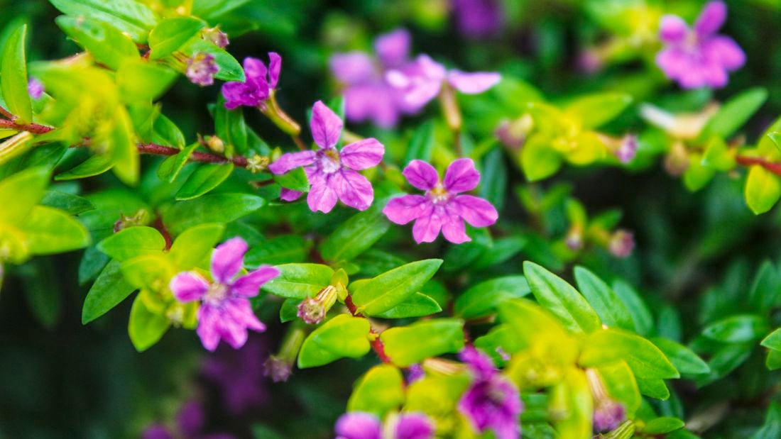 How To Grow Cuphea - Bunnings Australia