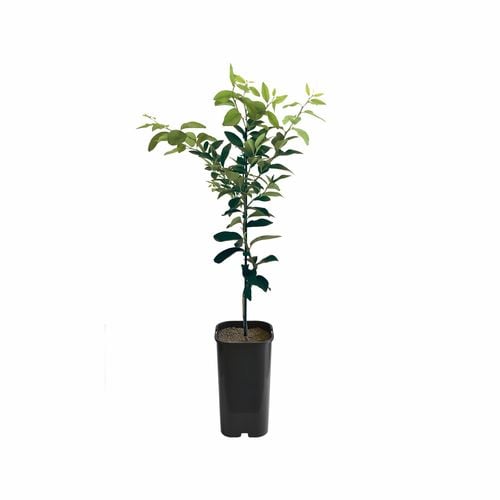 4L Lemon Bush Grafted - Citrus jambhiri - Bunnings Australia