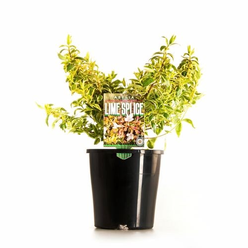 140mm Abelia Lime Splice - Abelia grandiflora - Bunnings Australia