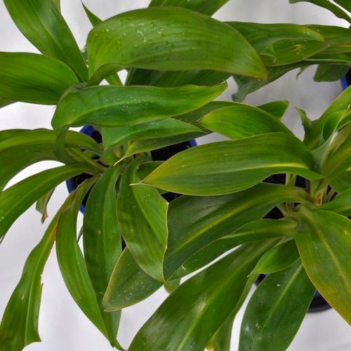 180mm NZ Rock Lily - Arthropodium cirratum - Bunnings Australia